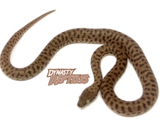 Other Pythons for Sale - MorphMarket US & Canada