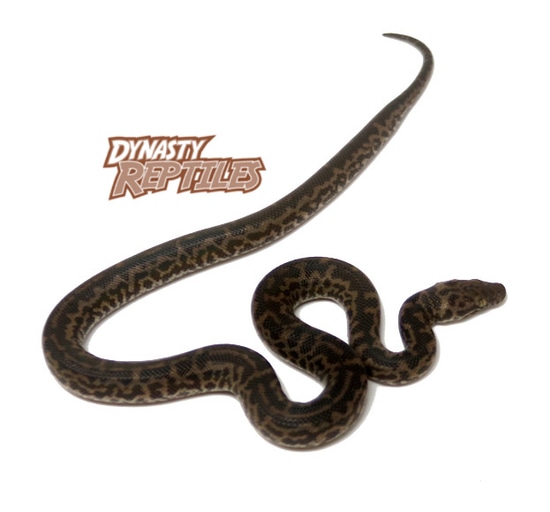 Stripe Spotted Python by Dynasty Reptiles
