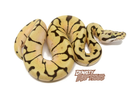 Enchi Bee Ball Python by Dynasty Reptiles
