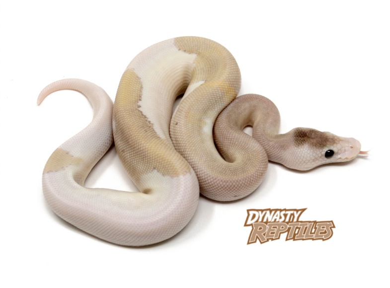 Grey Matter Butter Or Pin Ball Python by Dynasty Reptiles - MorphMarket