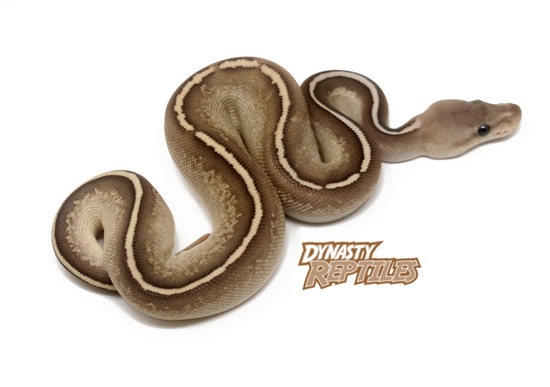 GHI Kingpin Fire Ball Python by Dynasty Reptiles