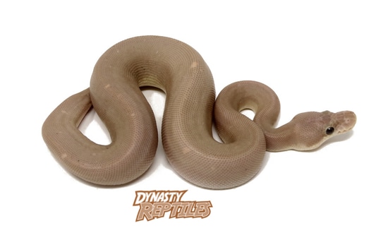 Banana Super Cinnamon Ball Python by Dynasty Reptiles