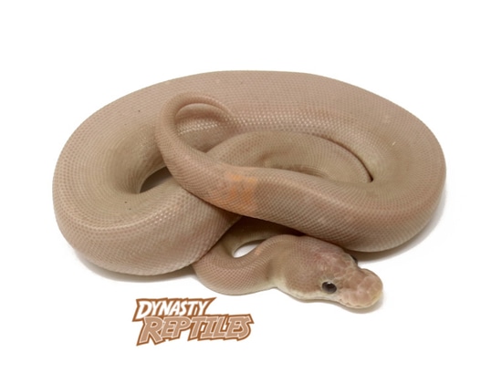 Banana Super Cinnamon Ball Python by Dynasty Reptiles