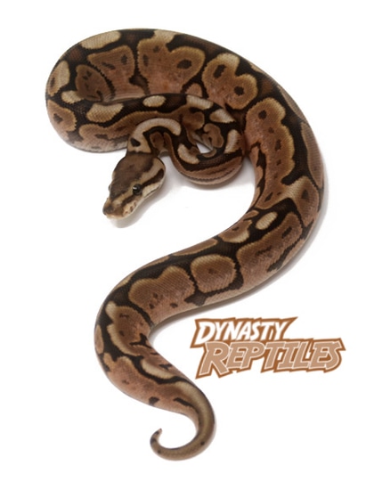 Cinnamon Spider Ball Python by Dynasty Reptiles