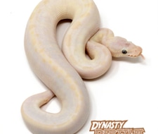 Bamboo Ball Pythons for Sale - MorphMarket US & Canada