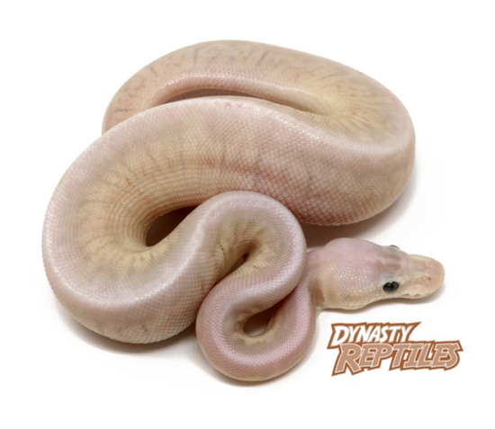 Sterling Bee Mojave Ball Python by Dynasty Reptiles