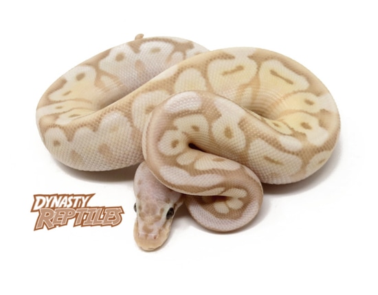 Banana Queen Bee Ball Python by Dynasty Reptiles