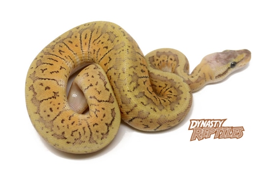 Super Blast Ball Python by Dynasty Reptiles
