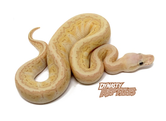 Banana Emperor Pin Ball Python by Dynasty Reptiles