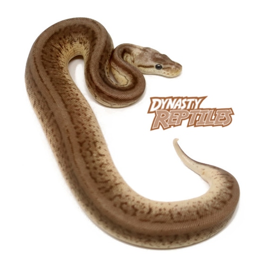 Leopard Pewter Blast Ball Python by Dynasty Reptiles