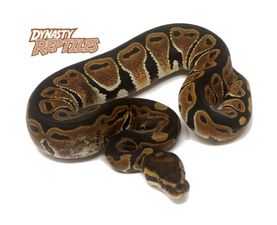 Shatter Ball Python by Dynasty Reptiles