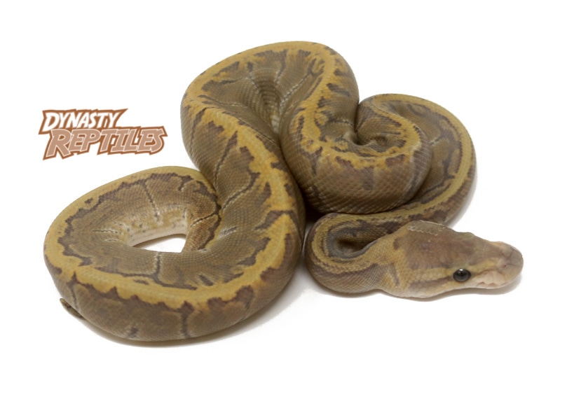 GHI Pin Ghost Ball Python by Dynasty Reptiles - MorphMarket
