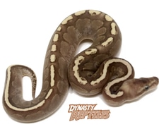 Bamboo Ball Pythons for Sale - MorphMarket US & Canada