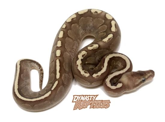 Bamboo Mahogany Ball Python by Dynasty Reptiles