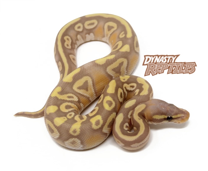 Banana Mojave Ball Python by Dynasty Reptiles - MorphMarket