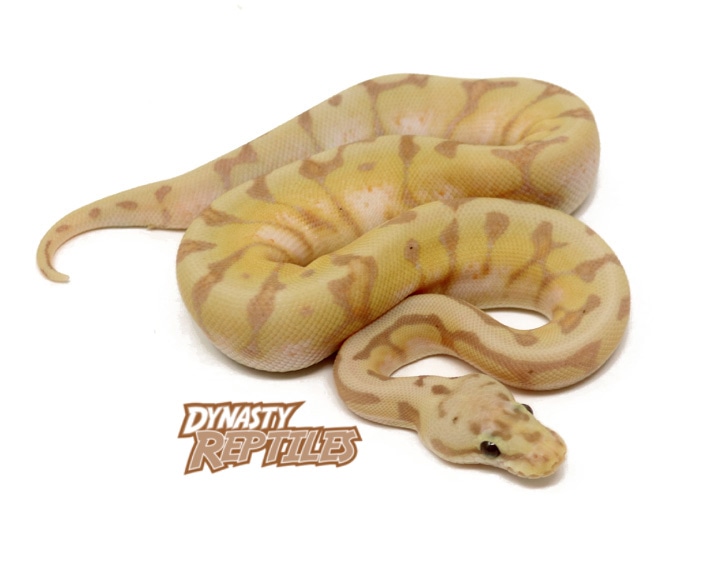 Banana Bee Ball Python by Dynasty Reptiles - MorphMarket