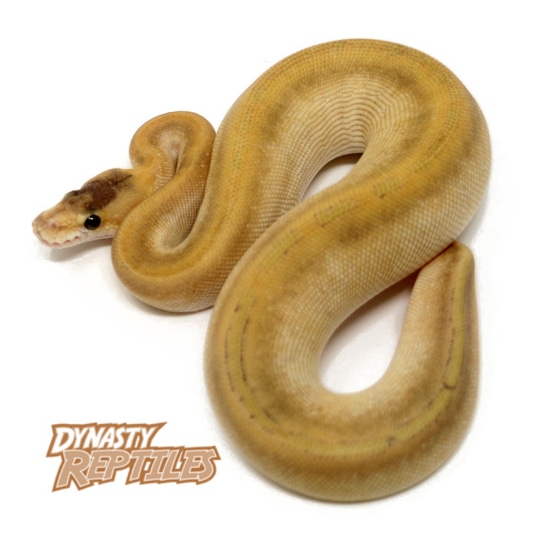 Champagne Mojave Ball Python by Dynasty Reptiles