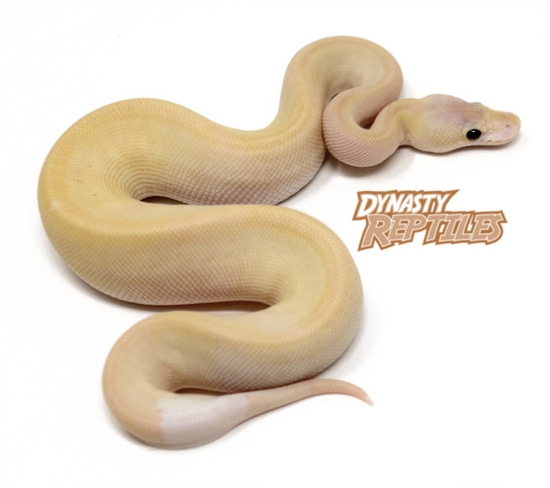 Banana Champagne Pewter Fire Ball Python by Dynasty Reptiles
