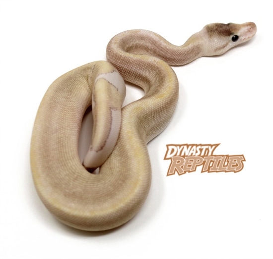 GHI Champagne Cinnamon Ball Python by Dynasty Reptiles