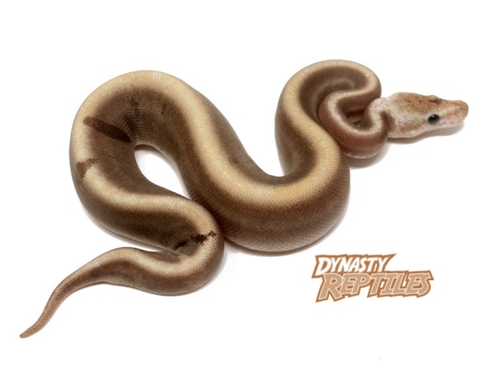 GHI Champagne Mojave Ball Python by Dynasty Reptiles