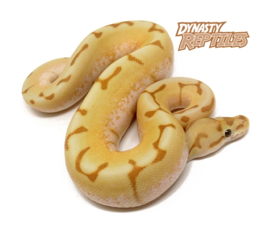 Banana Stinger Bee Ball Python by Dynasty Reptiles