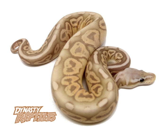 Banana Pewter Ball Python by Dynasty Reptiles - MorphMarket