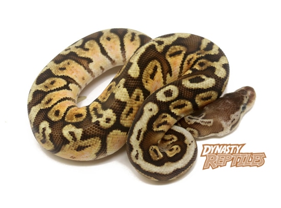 HGW Pastel Ball Python by Dynasty Reptiles