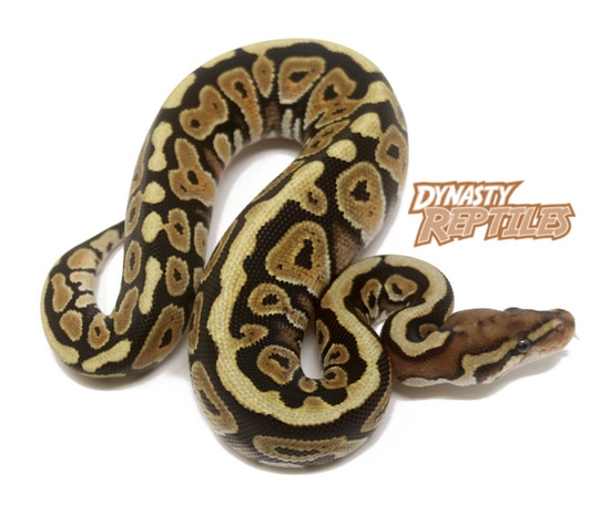 Spotnose Het Russo Ball Python by Dynasty Reptiles
