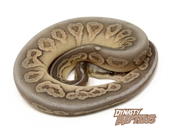 Pewter Ghost Ball Python by Dynasty Reptiles