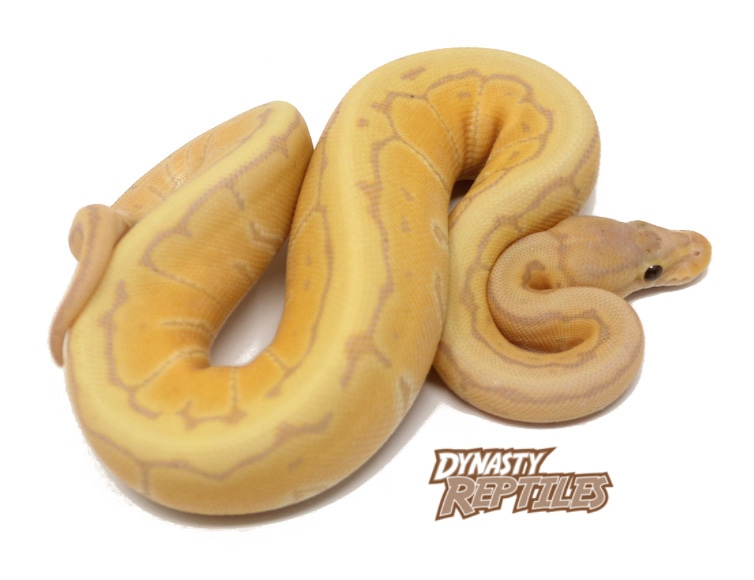 Banana Pin Ball Python by Dynasty Reptiles - MorphMarket