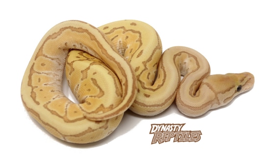 Banana Kingpin Ball Python by Dynasty Reptiles