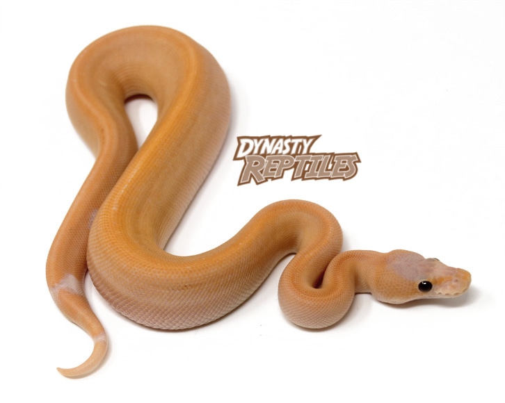 Banana Champagne Cinnamon Ball Python by Dynasty Reptiles - MorphMarket