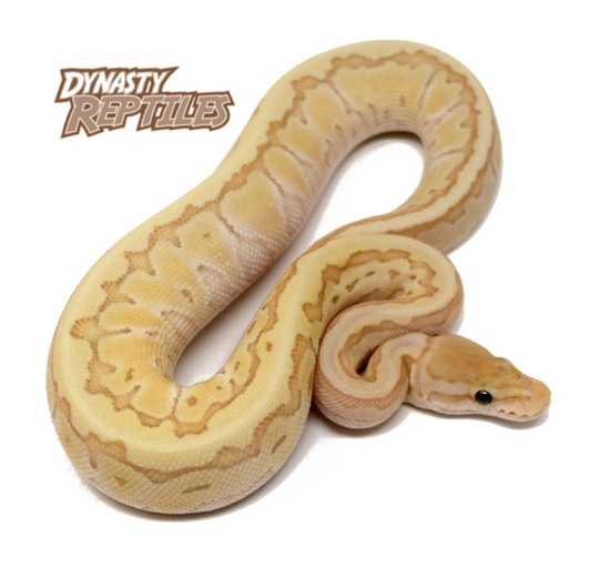 Banana Kingpin Ball Python by Dynasty Reptiles