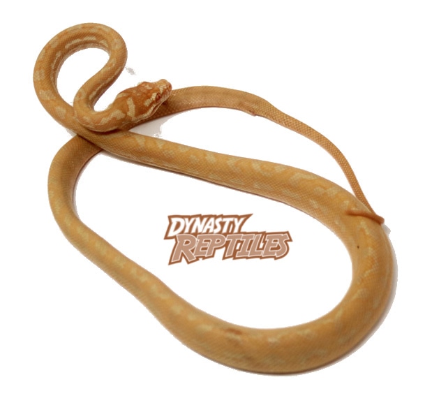 Albino Carpet Python Darwin Carpet Python by Dynasty Reptiles - MorphMarket