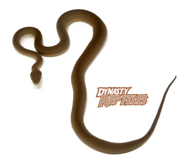 Olive Python by Dynasty Reptiles - MorphMarket