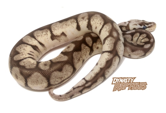 Pewter Bee Ball Python by Dynasty Reptiles