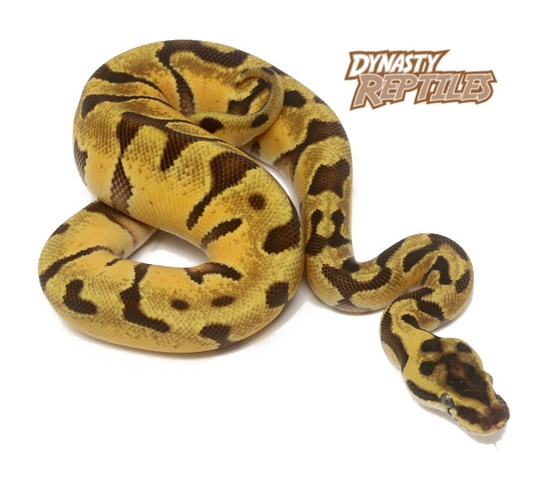 Super Enchi Pastel Ball Python by Dynasty Reptiles