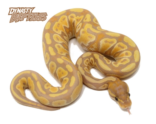 Banana Bongo Ball Python by Dynasty Reptiles
