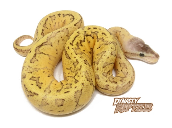 Super Blast Fire Raven Ball Python by Dynasty Reptiles