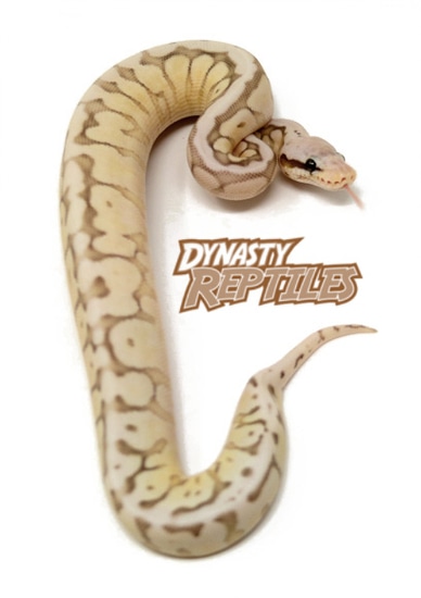 Super Queen Bee Ball Python by Dynasty Reptiles