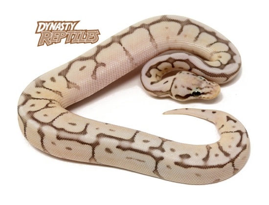 Super Queen Bee Ball Python by Dynasty Reptiles