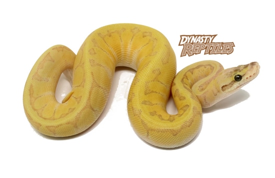 Super Blast Enchi Ball Python by Dynasty Reptiles