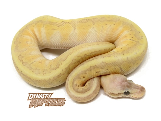Super Blast Ball Python by Dynasty Reptiles