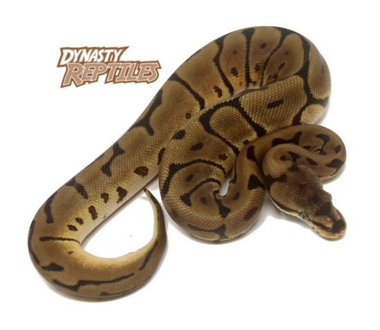 Leopard Spider Ball Python by Dynasty Reptiles
