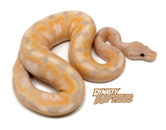 Super Banana Cinnamon Spider Ball Python by Dynasty Reptiles