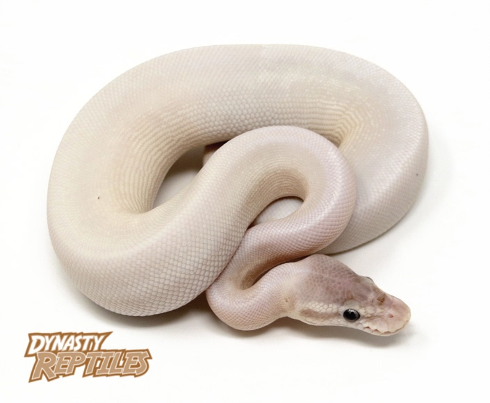 Super Mojave GHI Ball Python by Dynasty Reptiles - MorphMarket