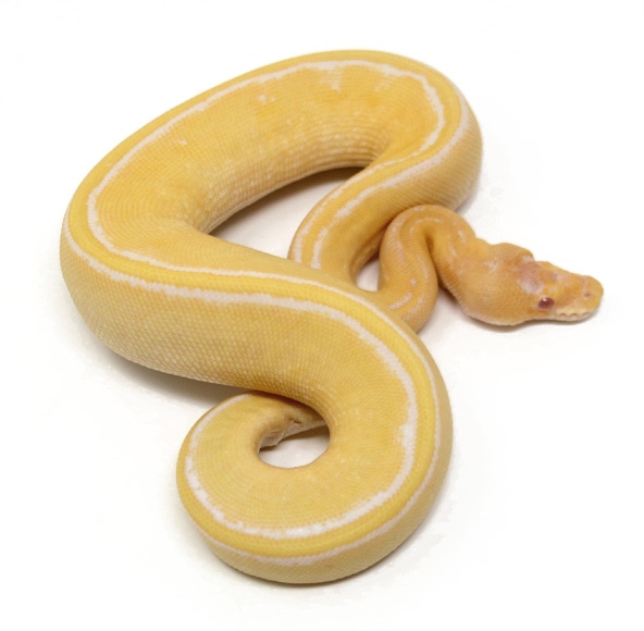 Albino Champagne Ball Python by Dynasty Reptiles - MorphMarket