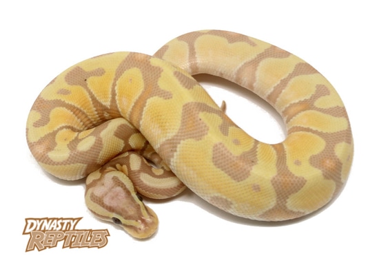 Banana Enchi Pastel Ball Python by Dynasty Reptiles