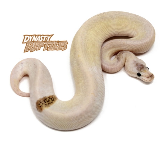 Champagne Pewter (Ringer) Ball Python by Dynasty Reptiles