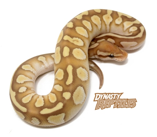 Banana Raven Butter Ball Python by Dynasty Reptiles